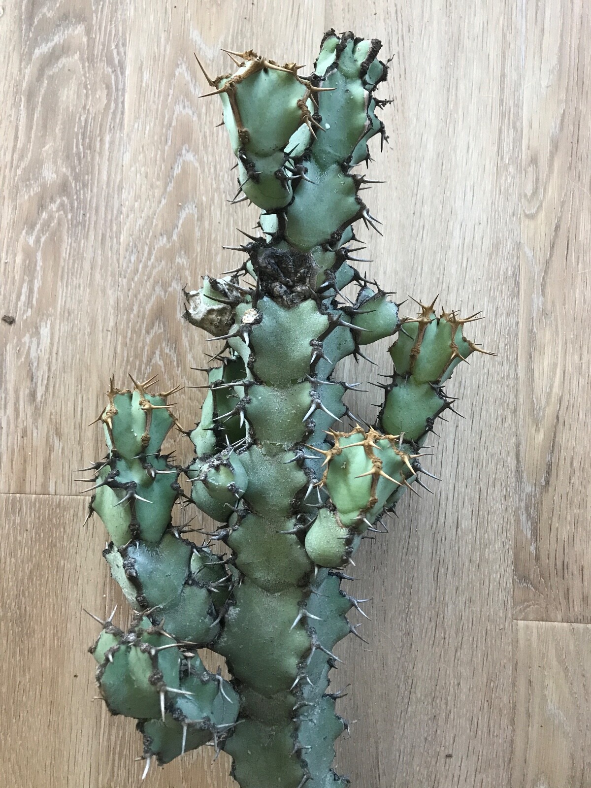 beautiful & X large, multi arms Euphorbia Coerulescens cutting | eBay