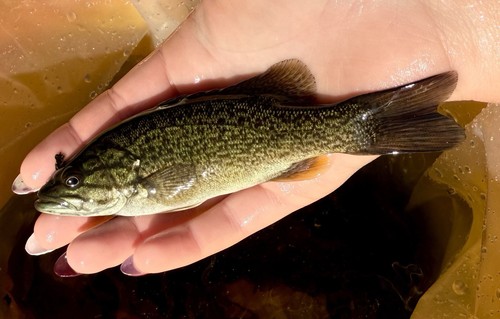 30 Smallmouth Bass LIVE FISH 3-6 Inches. Review Shipping details In ...