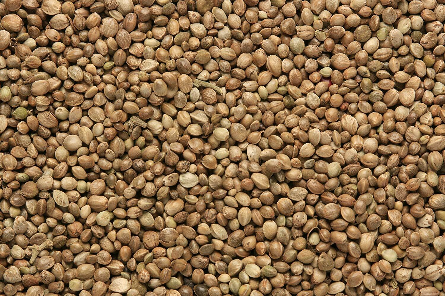 Hemp Tares Hempseed Particles Unprepared Quality Fishing Bait | eBay UK