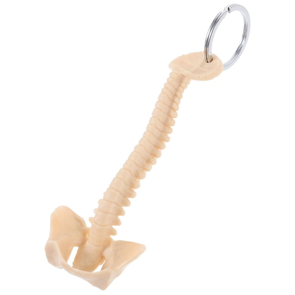 biology keyring Human Body Model Kids spine key ring Human spine key ...