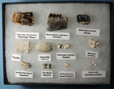 Badlands Fossil Collection – Oligocene, 11 Different | eBay