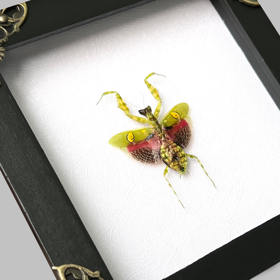 Framed Bee Mantis Beetle Real Pinned Insect Taxadermy Insect Gift For ...