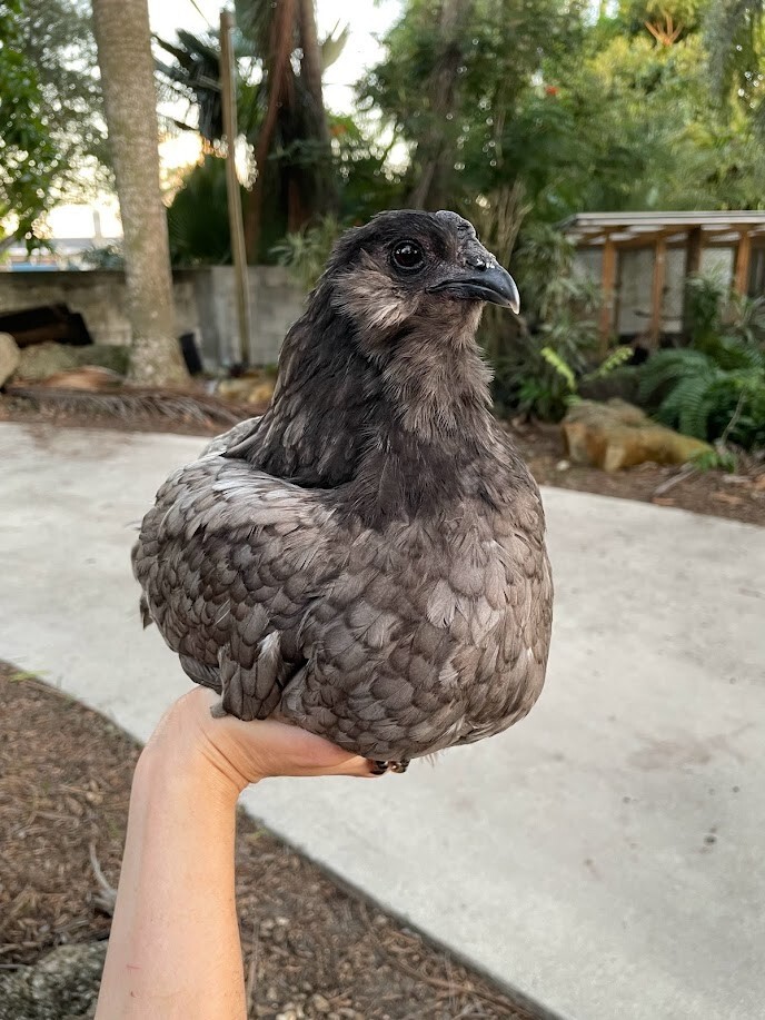 (6) Fibro Olive Egger Hatching Eggs - Unique Fibro Ameraucana x Marans ...
