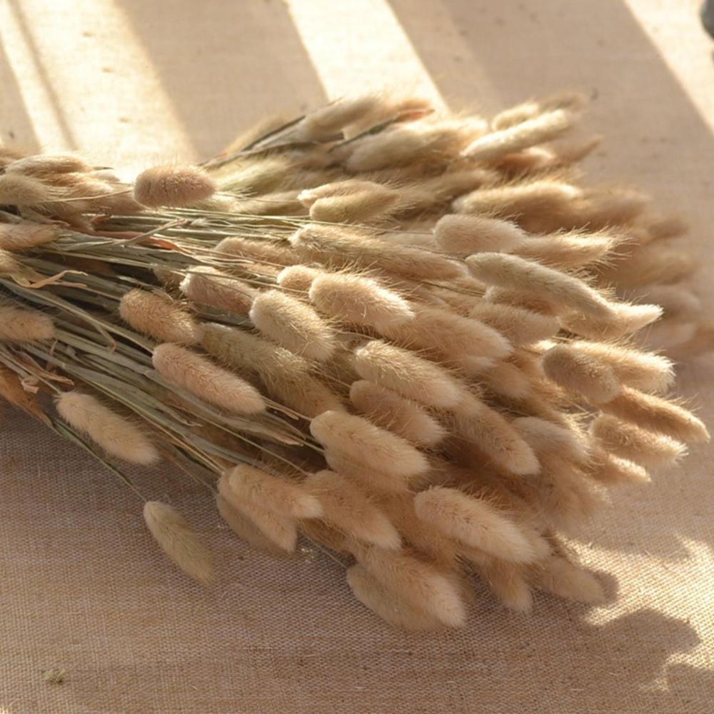 Lagurus Ovatus Flower Arrangements Grass Eucalyptus Dried Bunny Tails | eBay