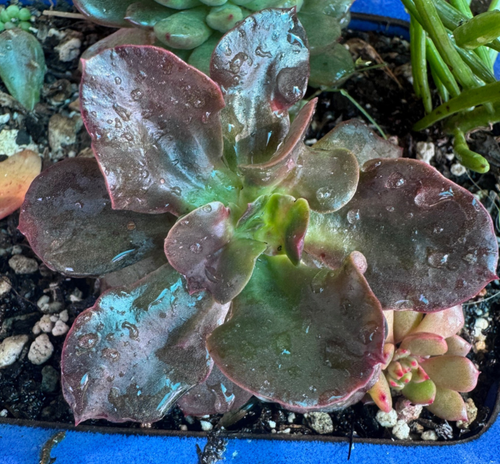 Echeveria Red Barron Succulent Plant | eBay
