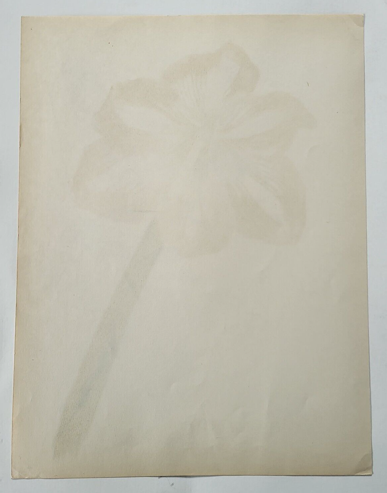 Arlette Davids Lithograph Color Plate Amaryllis Vittata VTG Botanical ...