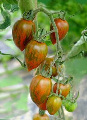 RARE Shimmer Striped Hybrid Tomato Seeds 15+ NON-GMO~HEIRLOOM~ORGANIC ...