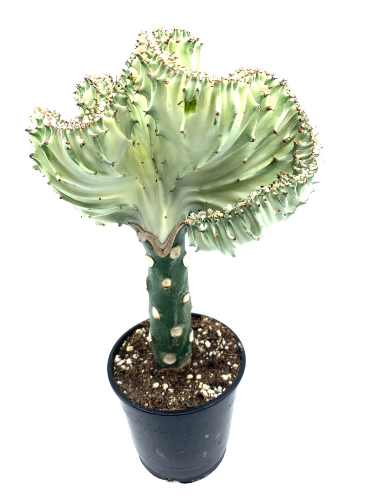 10-16" Tall Pink, Green, Silver Green , Coral Cactus Grafted-Euphorbia ...
