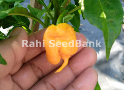 Trinidad 7 Pod, Pot Primo Yellow Chilli - One of the Rare & Hottest in ...