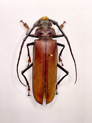 Entomology Taxidermy : Callipogon Cinnamoneus 67mm+/-. A1 | eBay