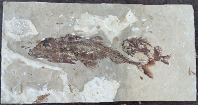 Viper Fish - Eurypholis 53 - Stomach Remains - Fossils directly from ...