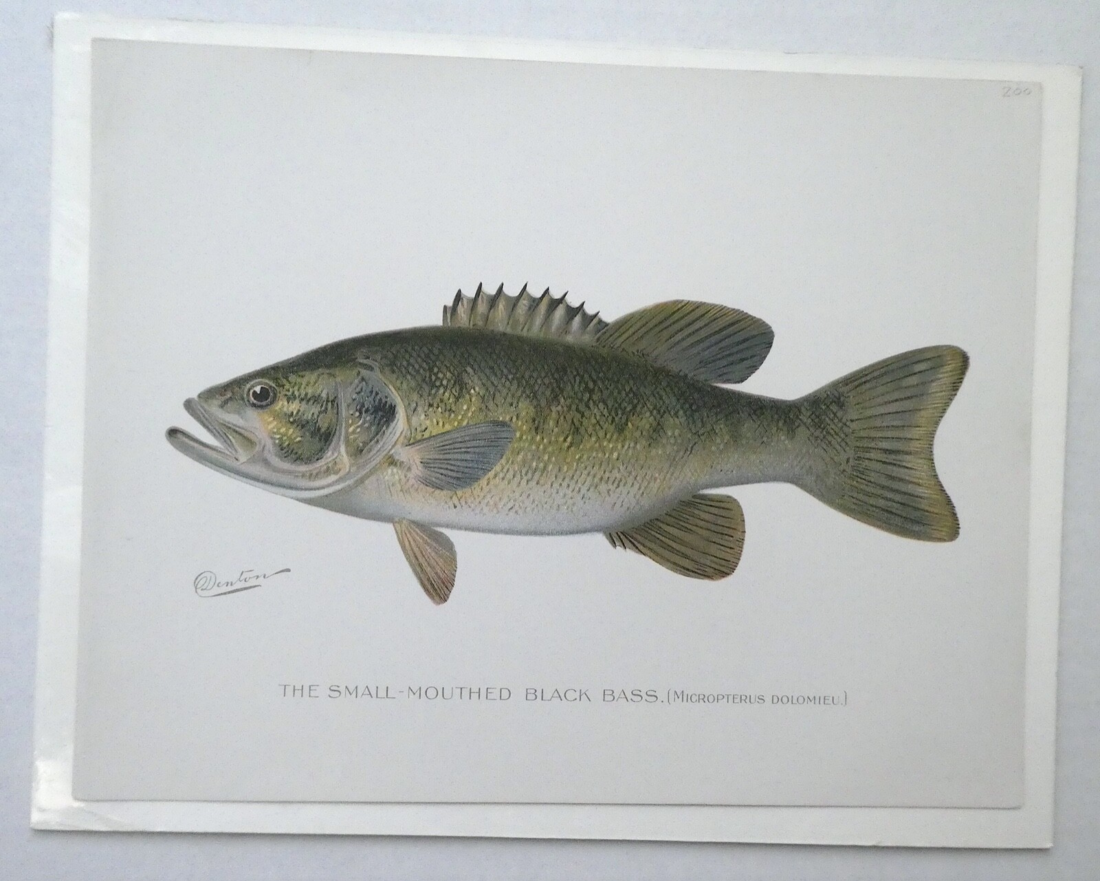 Sherman F Denton Original Antique Fish Color Lithograph Small-Mouthed ...