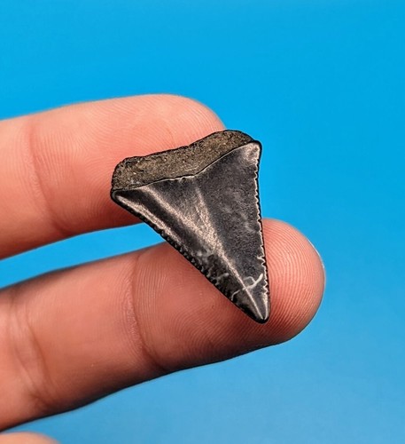 Gorgeous Jet Black Great White Shark Tooth With White Lightning Pattern ...