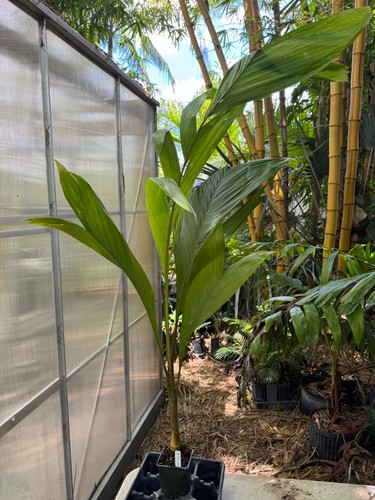 Areca macrocalyx (red) palm tree, Highland Betel Nut Palm, New Guinea ...