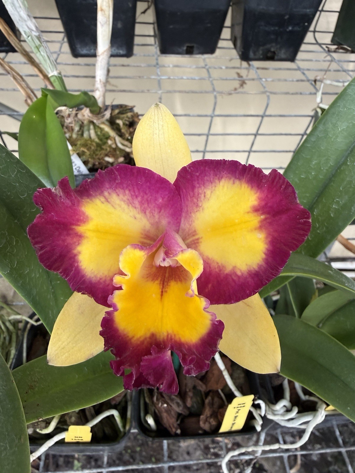 Pot. Shin Shiang Diamond 'Tai Young’ Cattleya Orchid plant BS 4.5” | eBay