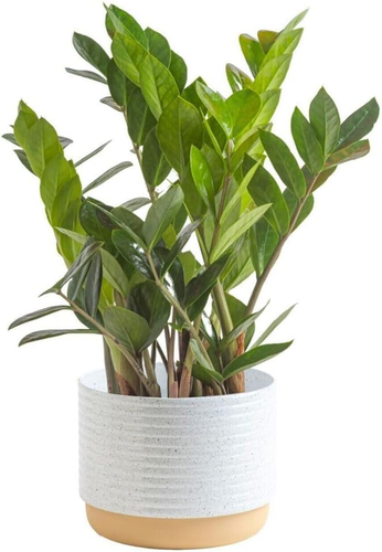 ZZ Plant Live Indoor Houseplant in Decor Planter, 12-Inches Tall ...