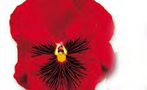 Pansy DeltaPro Red-Pure 250 seeds | eBay