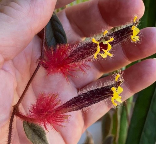Columnea minor: Spectacular Gesneriad. Two Rooted Cuttings | eBay