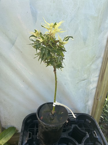 Acer palmatum 'Snow Kitten' Rare Variegated Dwarf Japanese Maple 1G ...