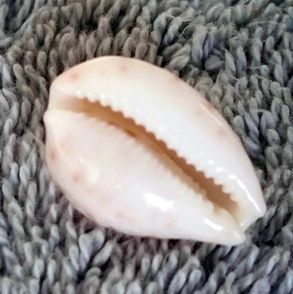 Cypraea Rashleighana #1 22.3mm ULTRA-RARE! LIVE COLLECTED from Hawaii ...