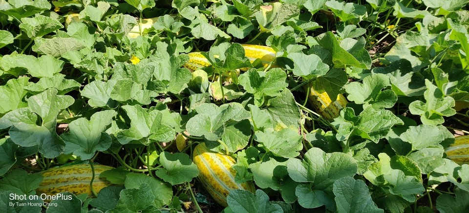 40+ fragrant Musk Melon Seeds / Dưa Gang . US Seller | eBay