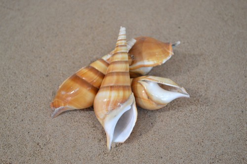 Shells Seashells, Beach Shells, Individual Sea Shells - Choice of Over ...