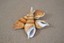 Shells Seashells, Beach Shells, Individual Sea Shells - Choice of Over ...