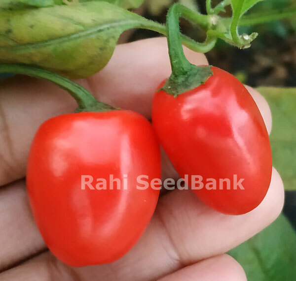 Chilli Rocoto Mini Red - A Small Red Cherry Tomato Type Hot Chilli ...