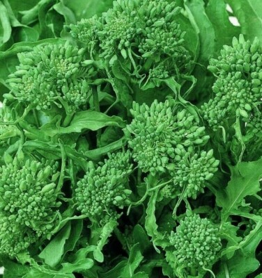 BROCCOLI SEEDS 500+ SPRING RAAB RAPINI garden VEGETABLES NON GMO FREE ...