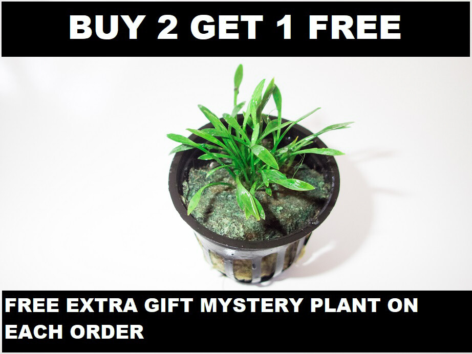 BUY 2 GET 1 FREE 1 Pot Cryptocoryne Parva Crypt Parva Easy Live ...