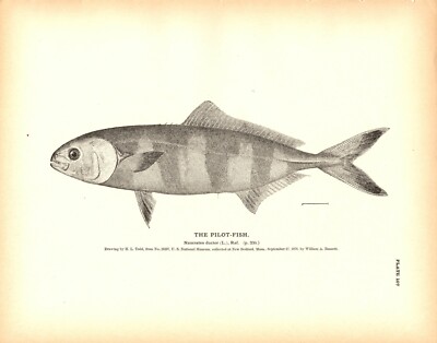 Rare 1884 Antique Fish Print Engraving ~ The Pilot-fish | eBay