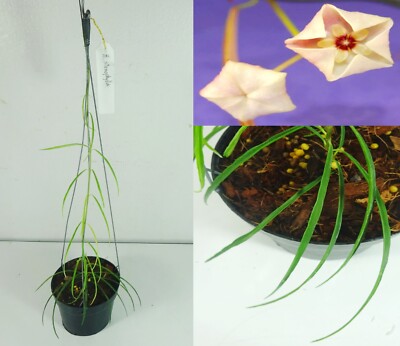 Hoya stenophylla, 12 Inches Healthy Mature Plant, RARE, Houseplant | eBay