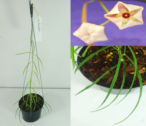 Hoya stenophylla, 12 Inches Healthy Mature Plant, RARE, Houseplant | eBay