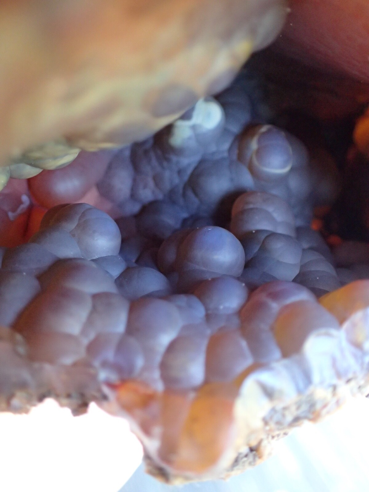 Botryoidal Fossil Coral Geode Georgia Agate Amber Specimen Collection ...