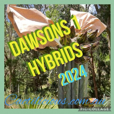 Cactus Dawsons 1 Hybrid Pack. 180+ Seeds. 2024 Cacti Seeds | eBay