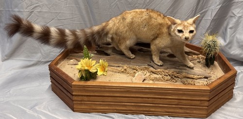 Ringtail Cat Taxidermy Mount Full Body Exotic Oddity Lodge Beautiful ...