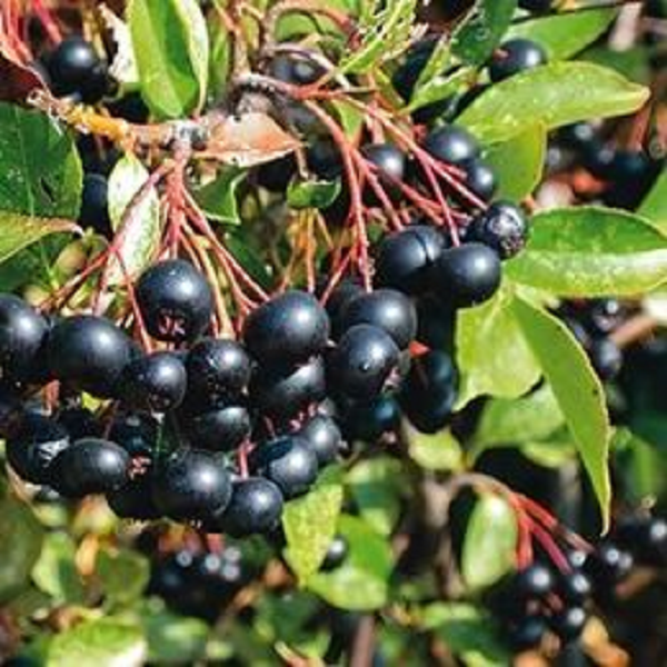 1 live Black Choke cherry up to 2 ft tall | eBay