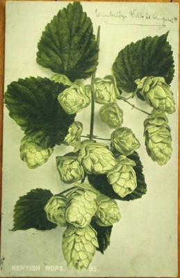 'Kentish Hops' - 1908 British Postcard - Beer, Tunbridge Wells, Kent ...