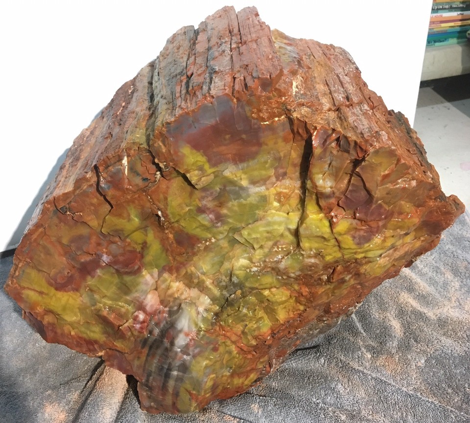 Petrified Wood Arizona Rainbow Rare Natural Fossil Rough Raw Solid Slab ...