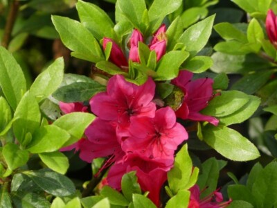 Japanische Azalee Geisha Red - Rhododendron obtusum Geisha Red- Syn ...