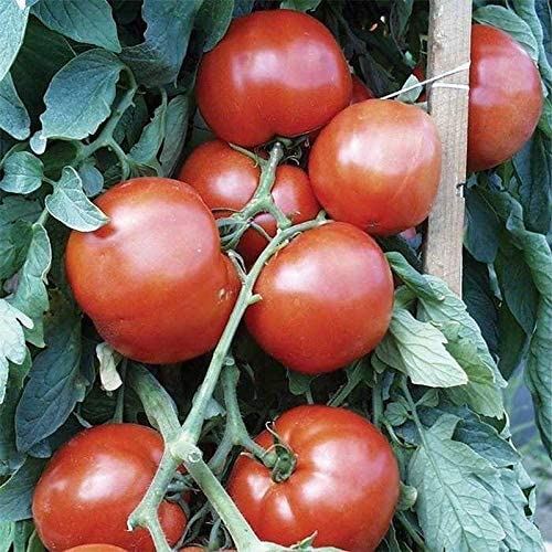 Bella Rosa Hybrid Tomato Seeds (20 Seed ) | eBay