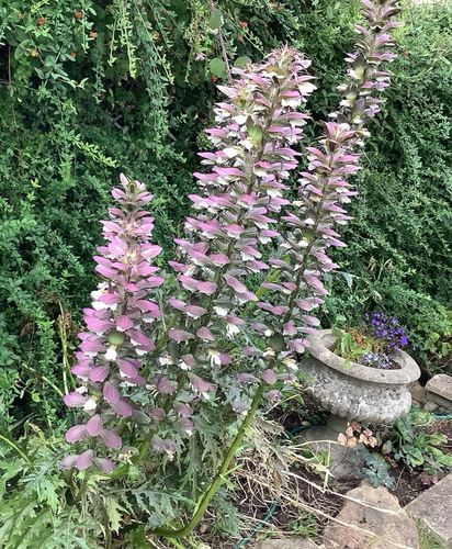 3 Acanthus Mollis Plants, dug from my own garden. Posted bare root ...