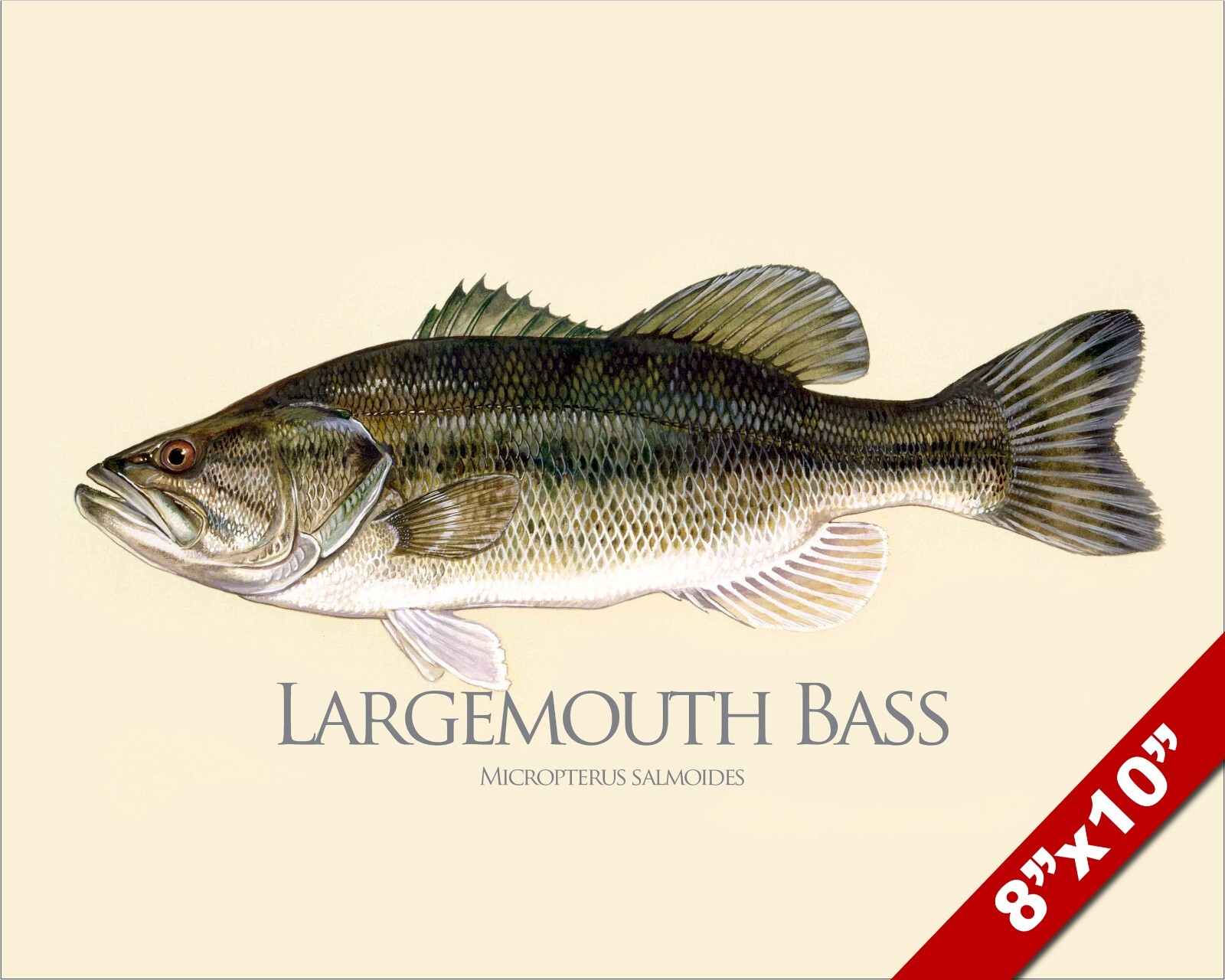 LARGEMOUTH BASS FISH PAINTING NORTH AMERICAN FISHING ART REAL CANVAS ...