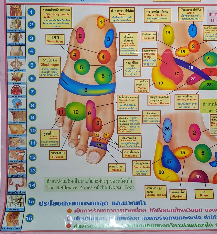 Poster Thai Massage Body Oil Foot Traditional Sketch Chart Reflexology ...