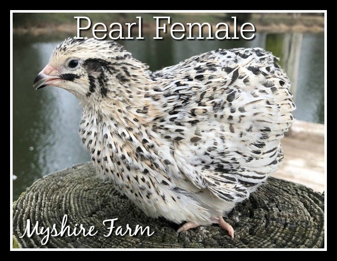 220+ RARE Myshire Farm coturnix quail hatching Eggs!! 6 Different RARE ...
