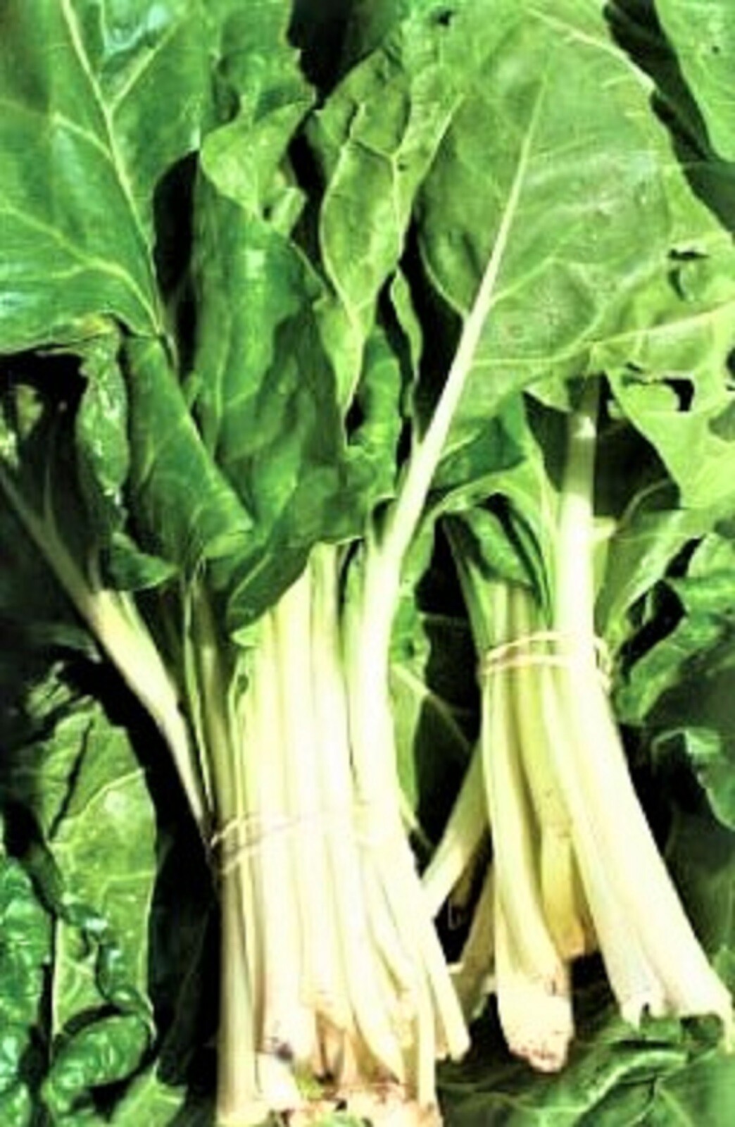 Large White Ribbed Swiss Chard SeedsNON-GMO 100+ SEEDS --BUY 4 ITEMS ...
