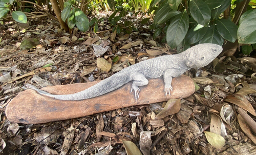 Bearded Dragon Lizard Statue Ornament Animal Concrete Garden Australian ...