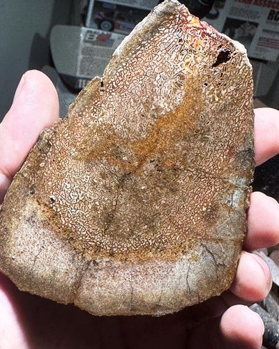 Agatized Utah Dinosaur gem bone rough hxtled slab. | eBay