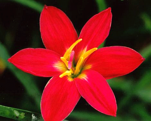 5 BULBS RED STAR RAIN LILY ZEPHYRANTHES ROSEA .FLOWERING SIZE. | eBay