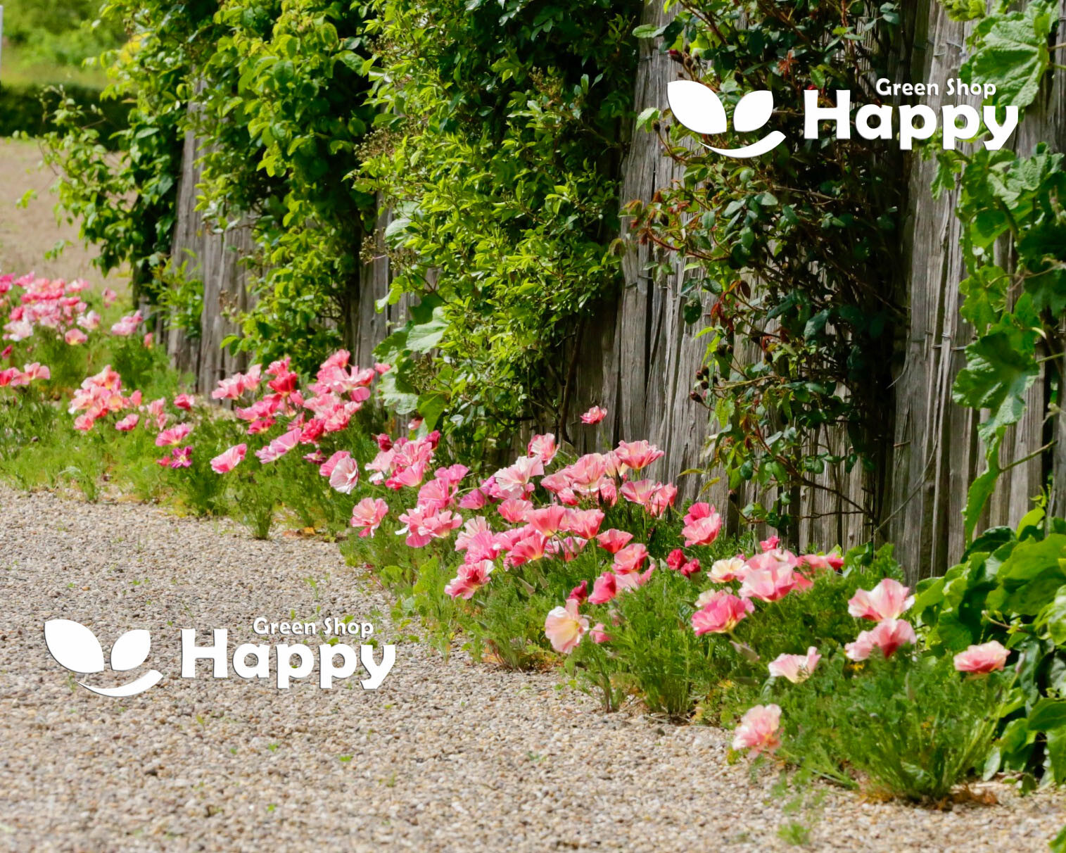 CALIFORNIA POPPY - FRILLY FUN APPLEBLOSSOM - 200 SEEDS - Eschscholzia c ...